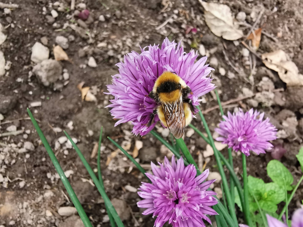 Record of Great Yellow Bumble Bee (Bombus distinguendus)
