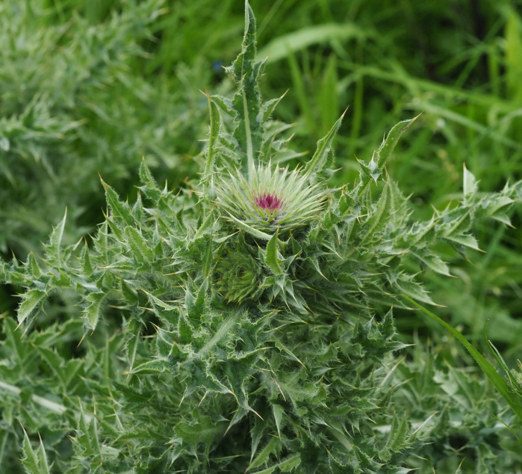 Musk Thistle | NatureSpot