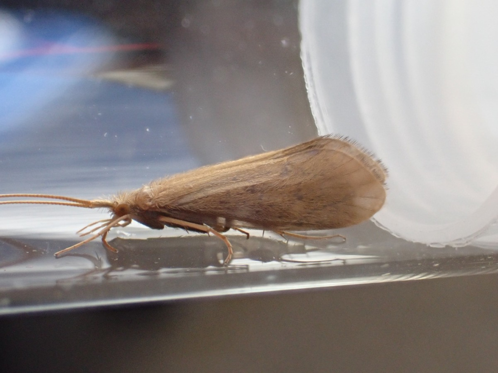 Goera pilosa | NatureSpot