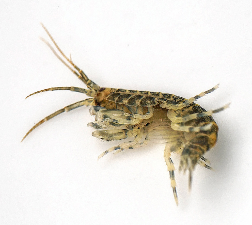 Demon Shrimp | NatureSpot