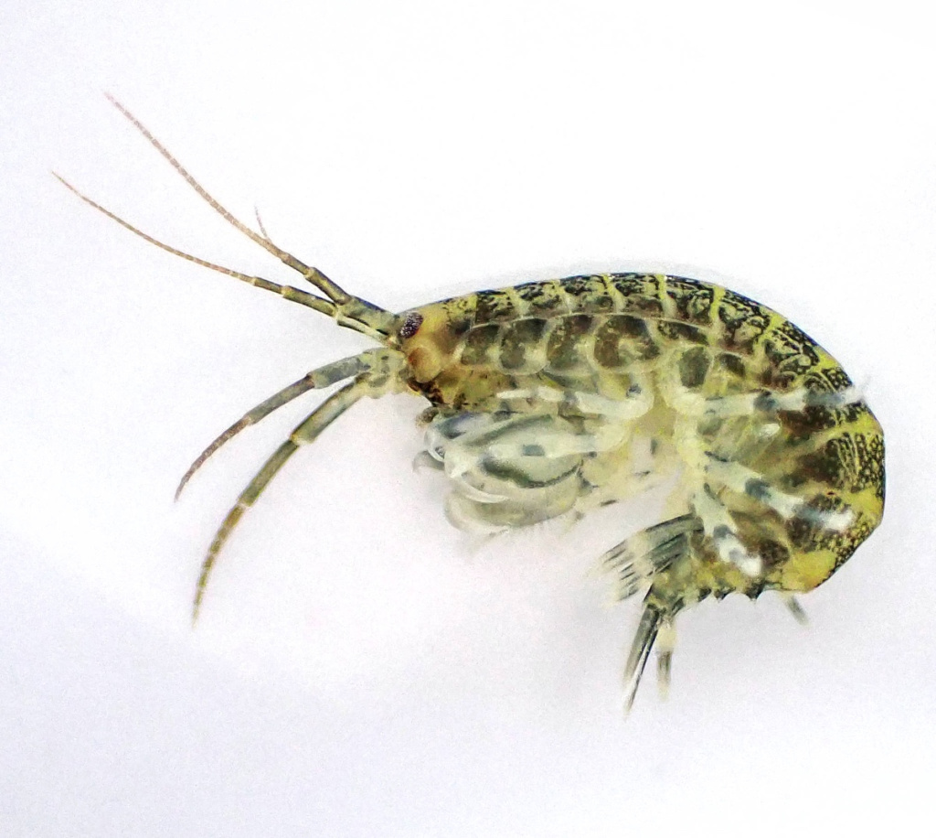 Demon Shrimp | NatureSpot