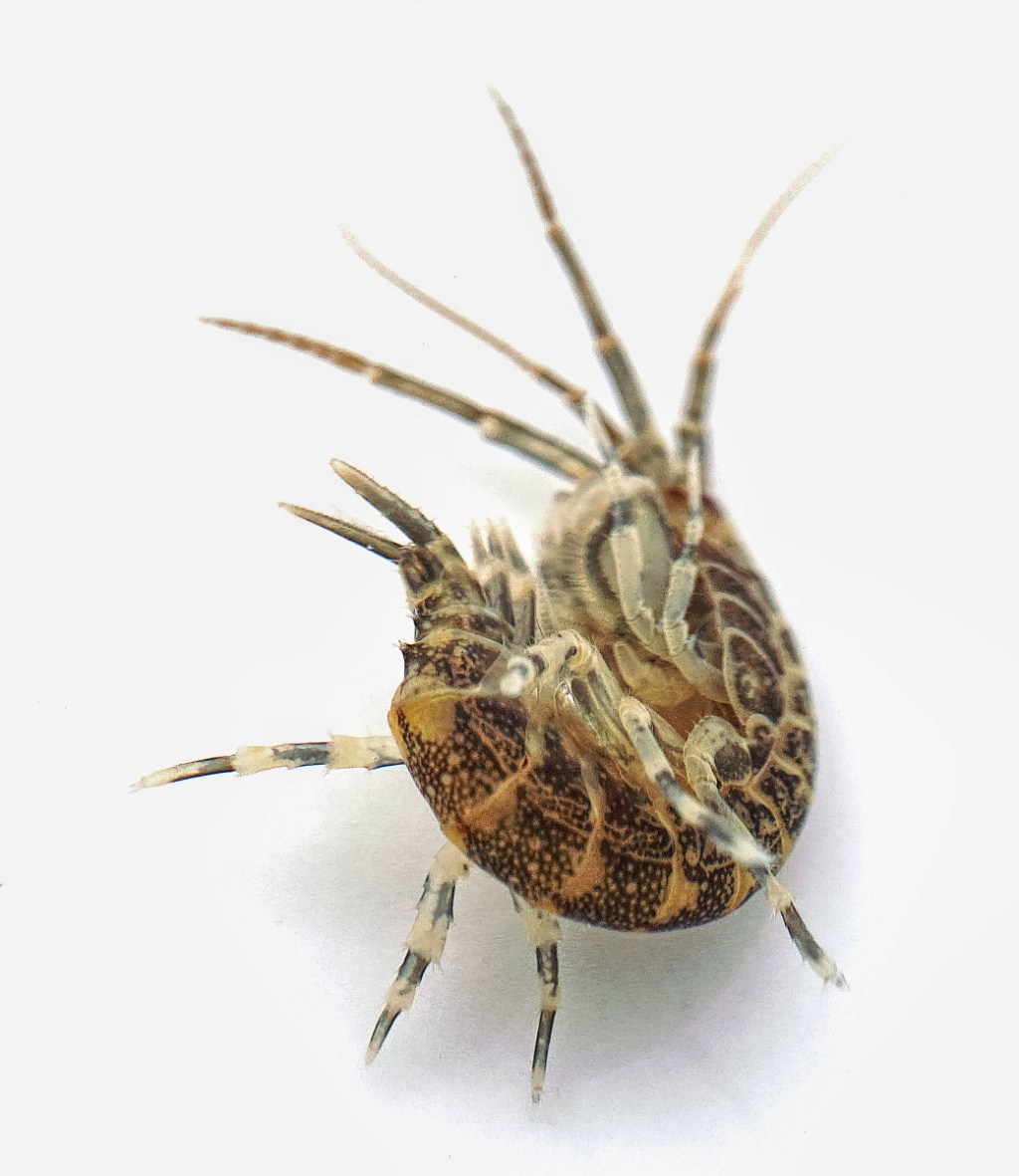 Demon Shrimp | NatureSpot