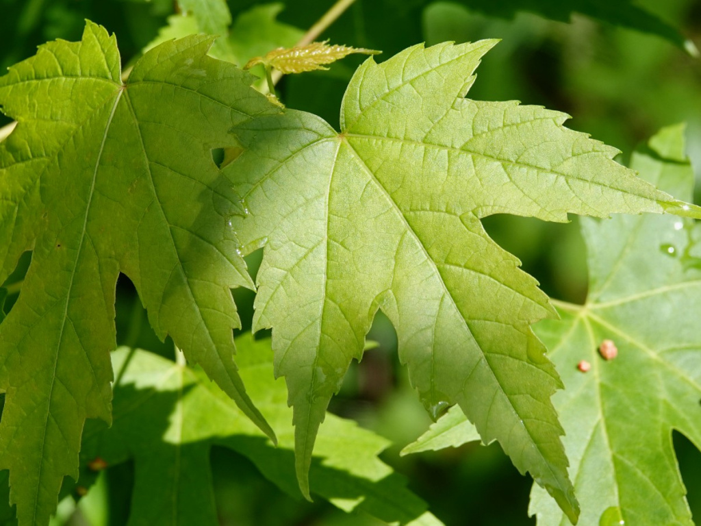 Silver Maple Leaves Silver Maple Acer Saccharinum | Chew Valley