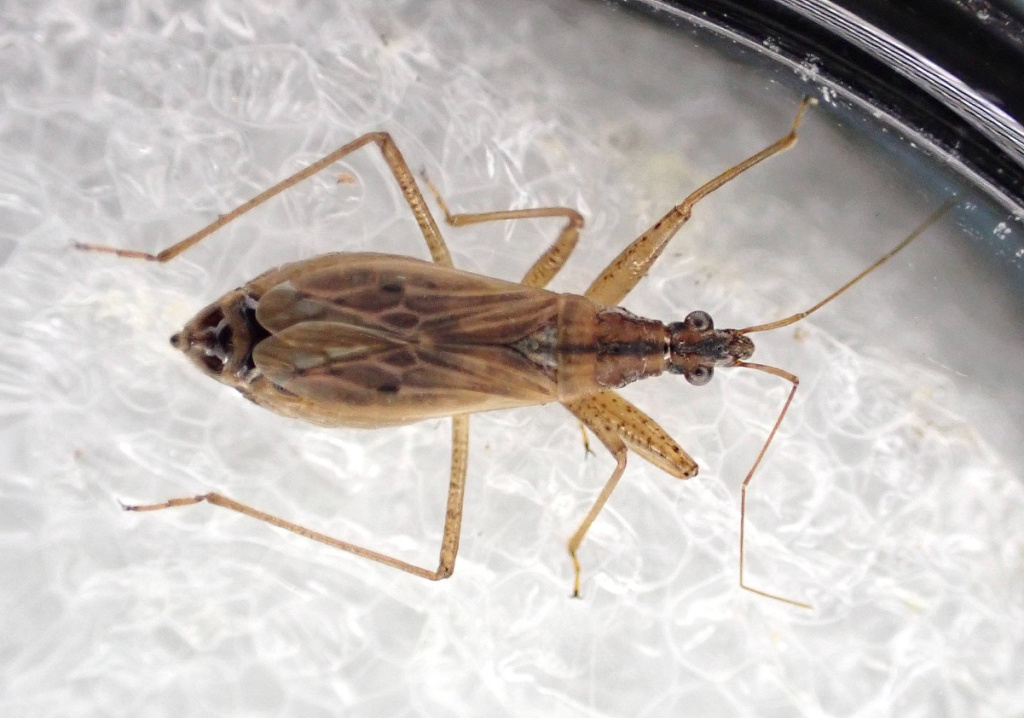 Damsel Bug Uk