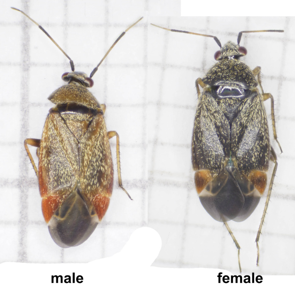 Psallus ambiguus | NatureSpot