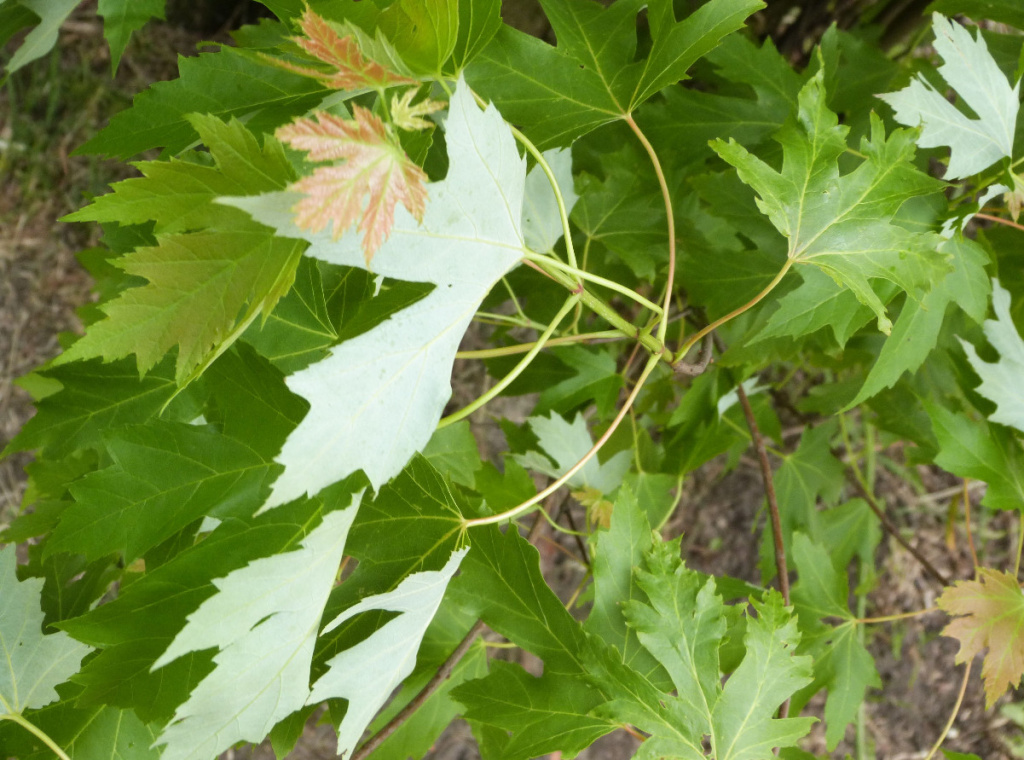 Silver Maple Tree Silver Maple