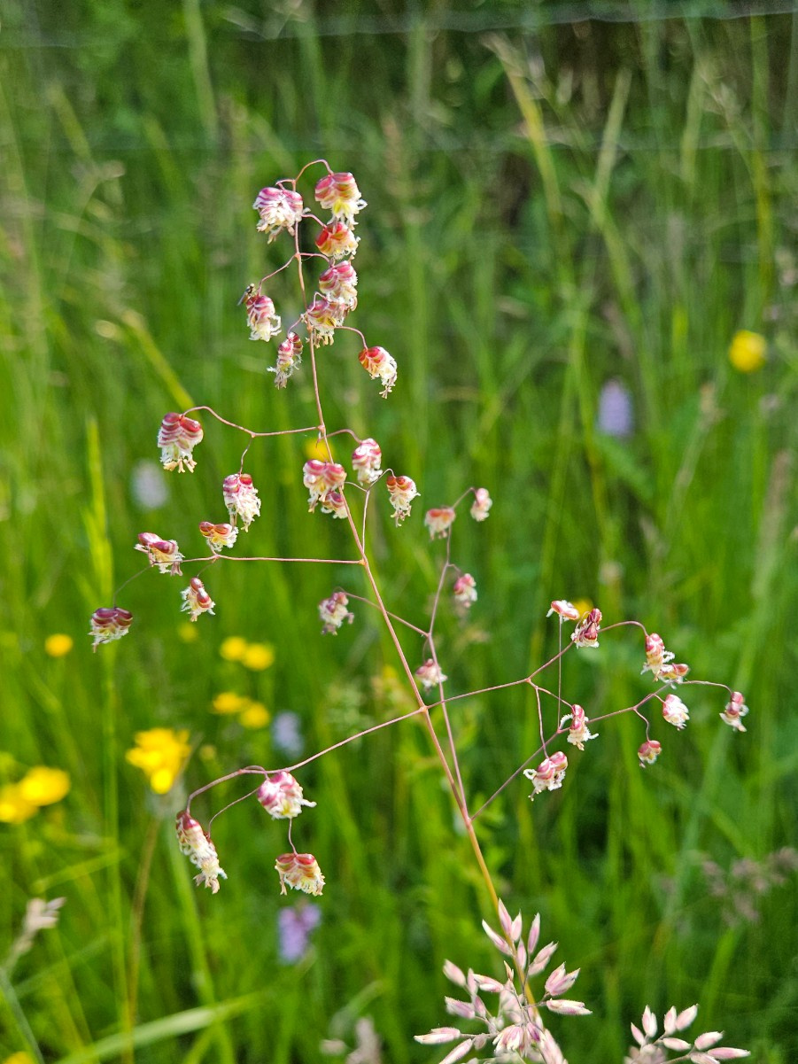 Quaking Grass Irish Grasses Common Quaking Grass, Briza Media