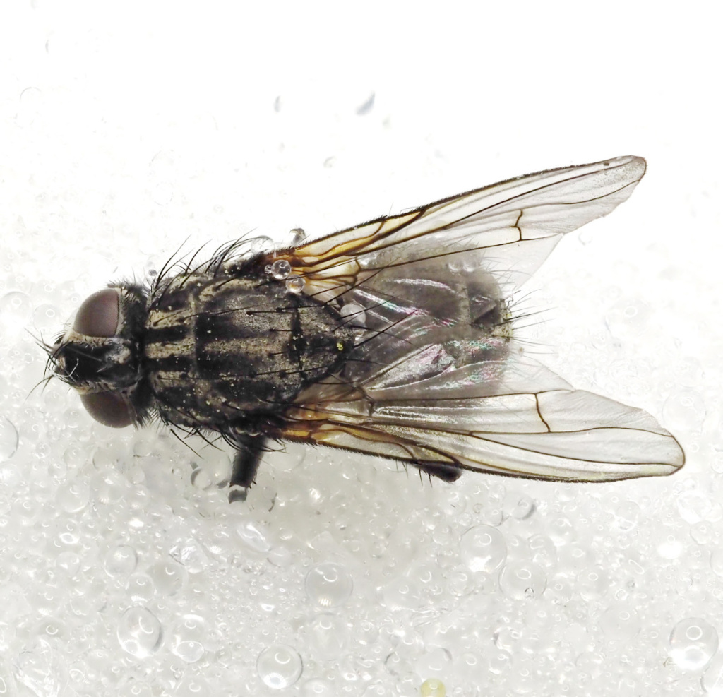 Phaonia serva | NatureSpot