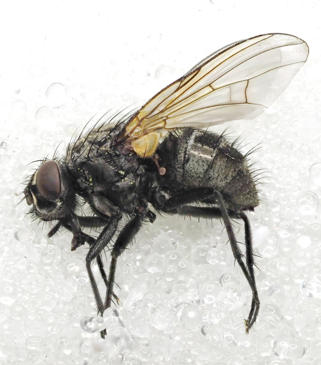 Phaonia serva | NatureSpot