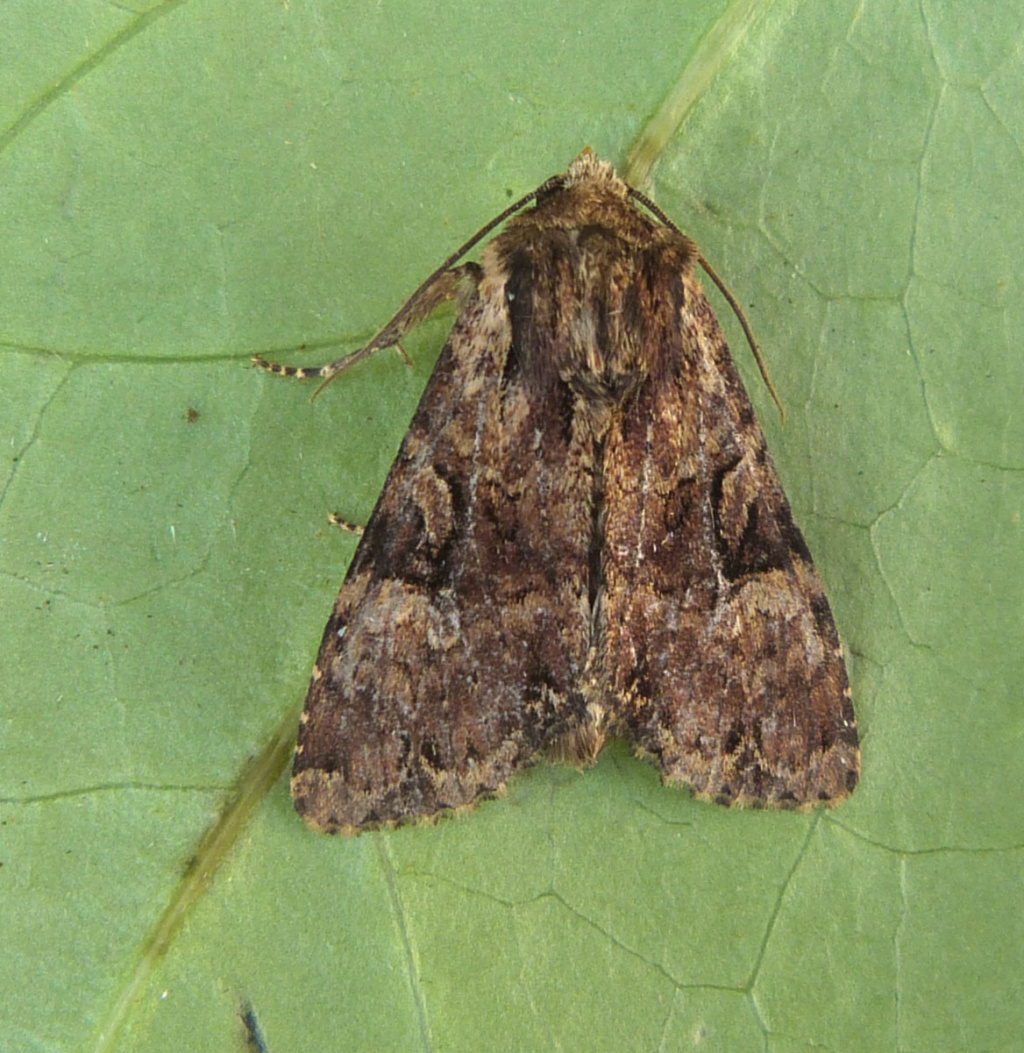 Clouded Brindle | NatureSpot