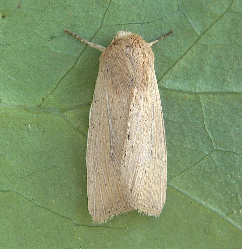 Obscure Wainscot | NatureSpot