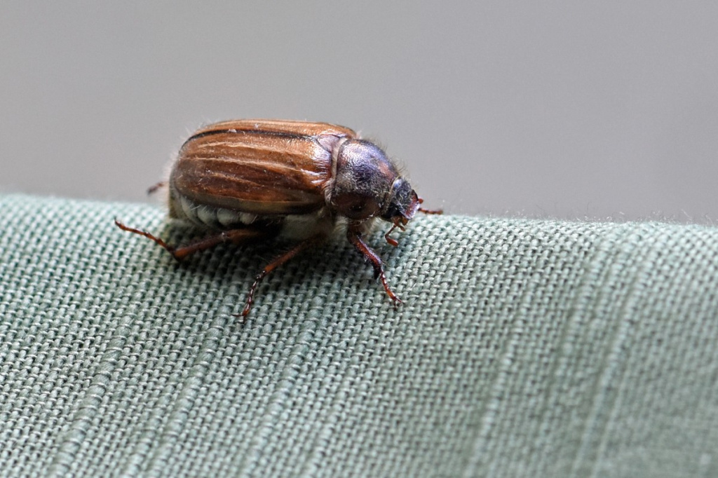 Summer Chafer | NatureSpot