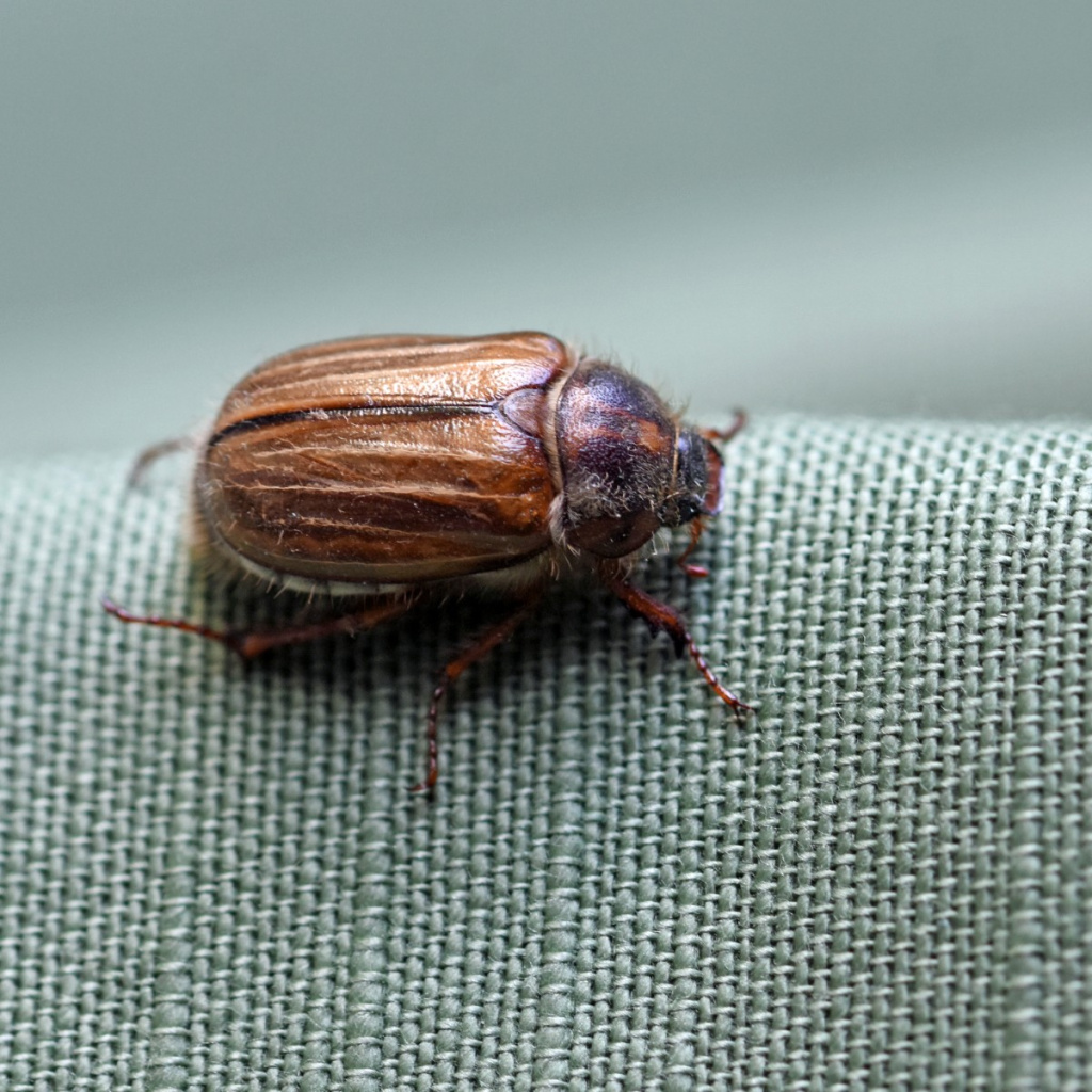 Summer Chafer | NatureSpot