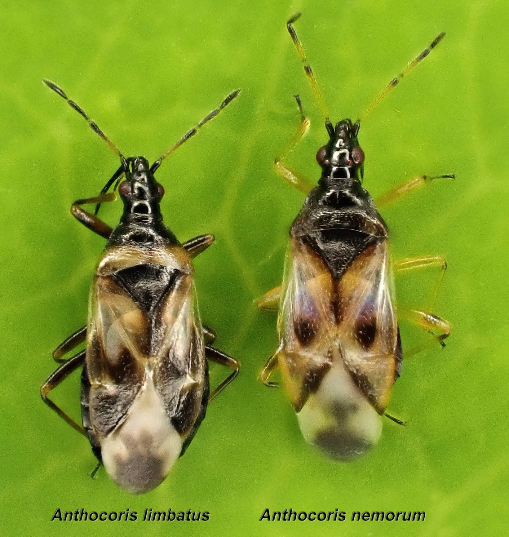 Anthocoris limbatus | NatureSpot
