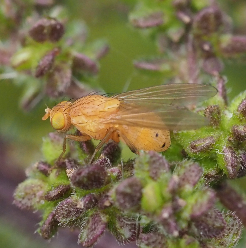 Sapromyza sexpunctata | NatureSpot