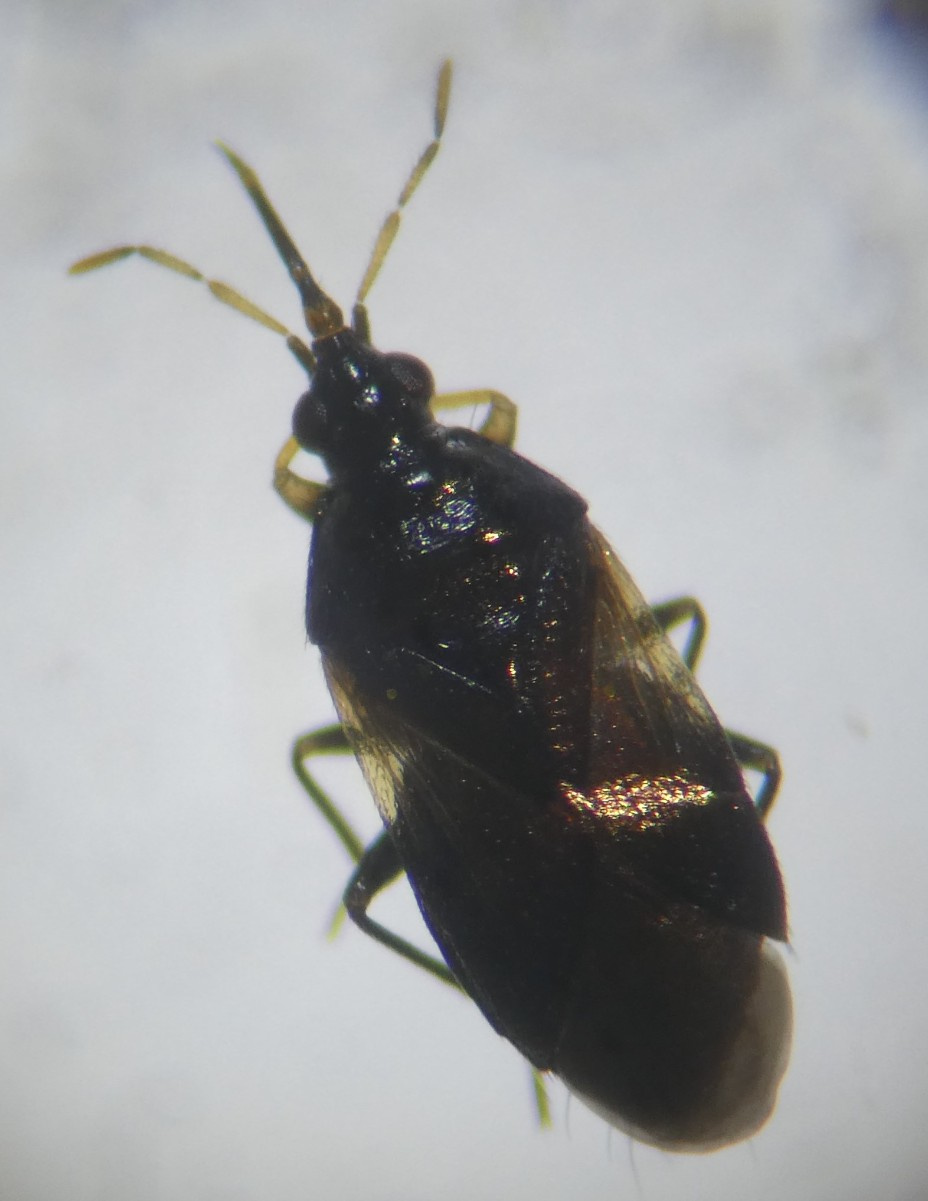 Orius niger | NatureSpot