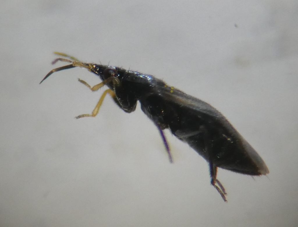 Orius niger | NatureSpot