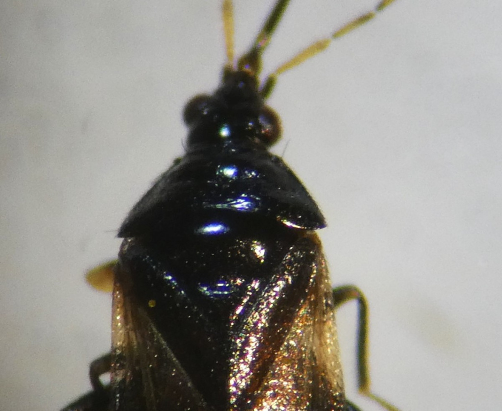 Orius niger | NatureSpot