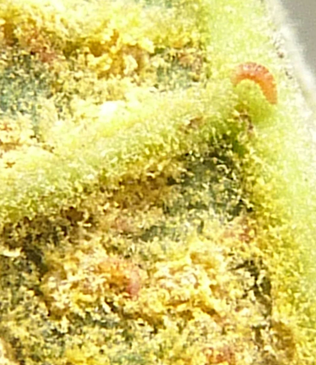 Mycodiplosis | NatureSpot