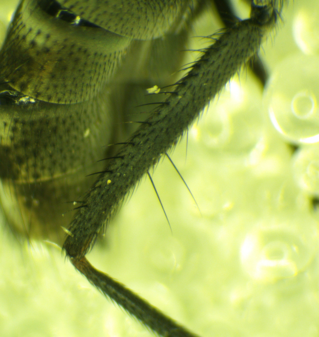 Lispe tentaculata | NatureSpot