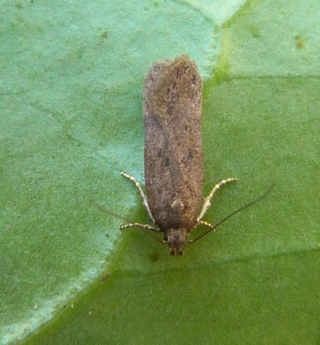 Bryotropha terrella | NatureSpot