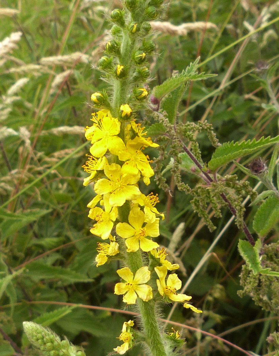Agrimony | NatureSpot