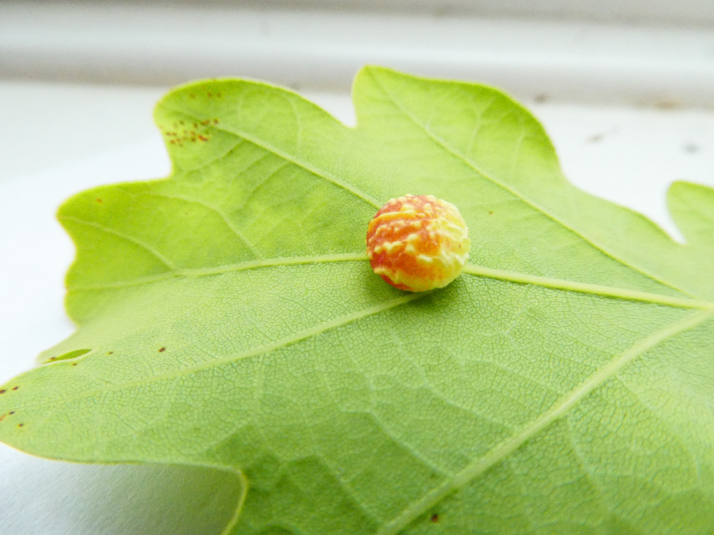 Striped Pea-gall | NatureSpot