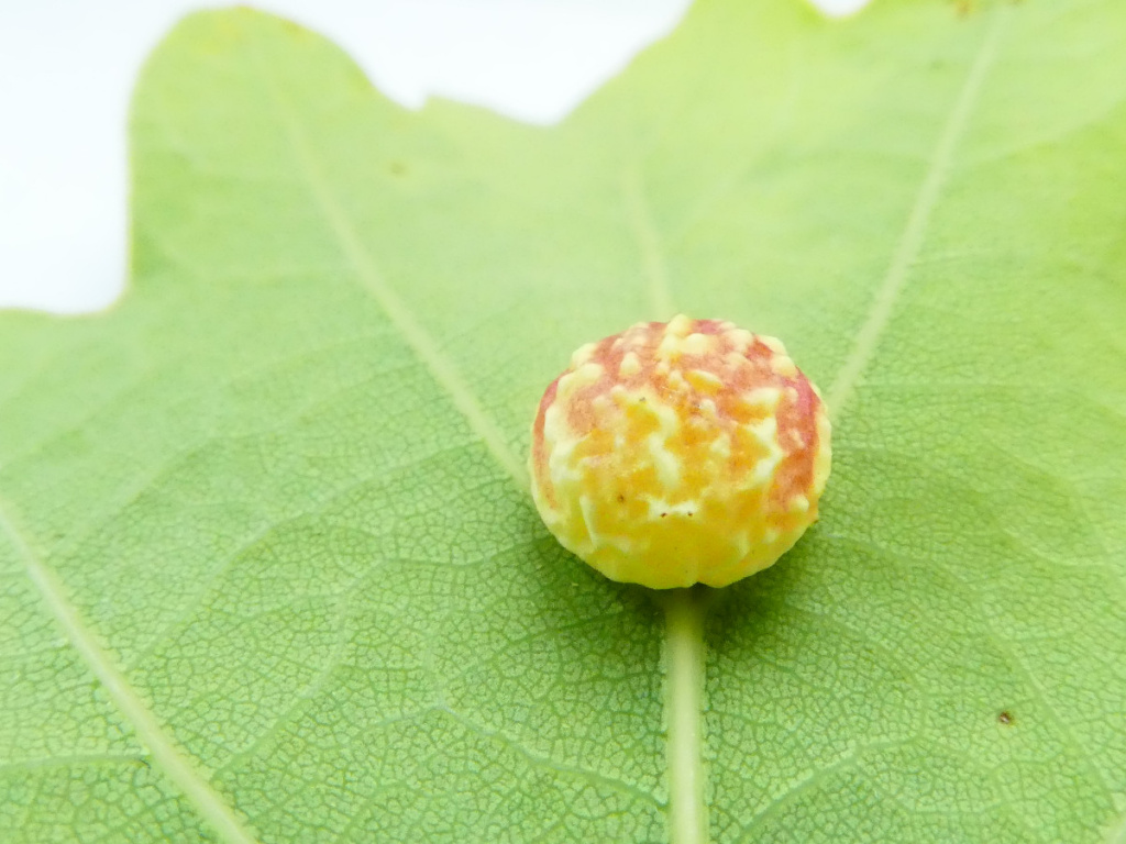Striped Pea-gall | NatureSpot