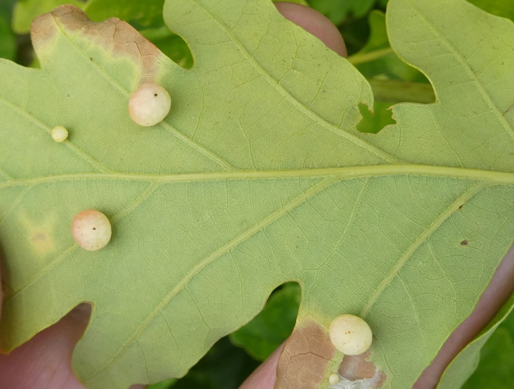 Cynips disticha f. agamic | NatureSpot