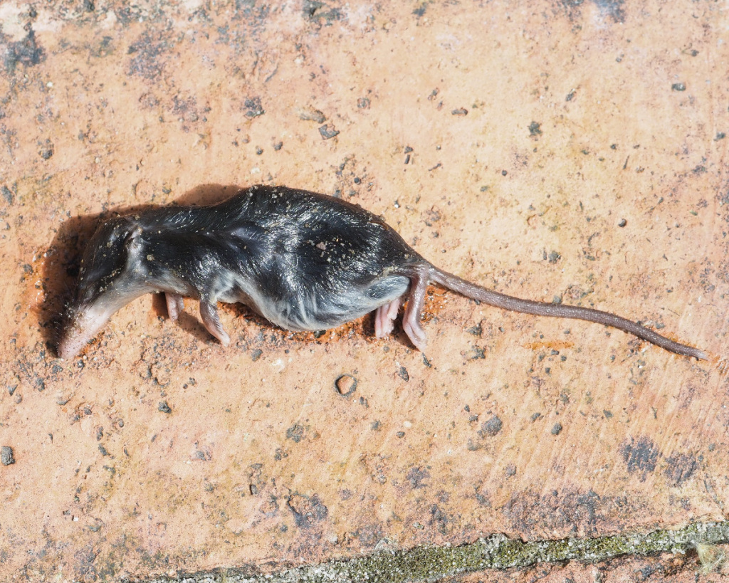 Water Shrew Britain
