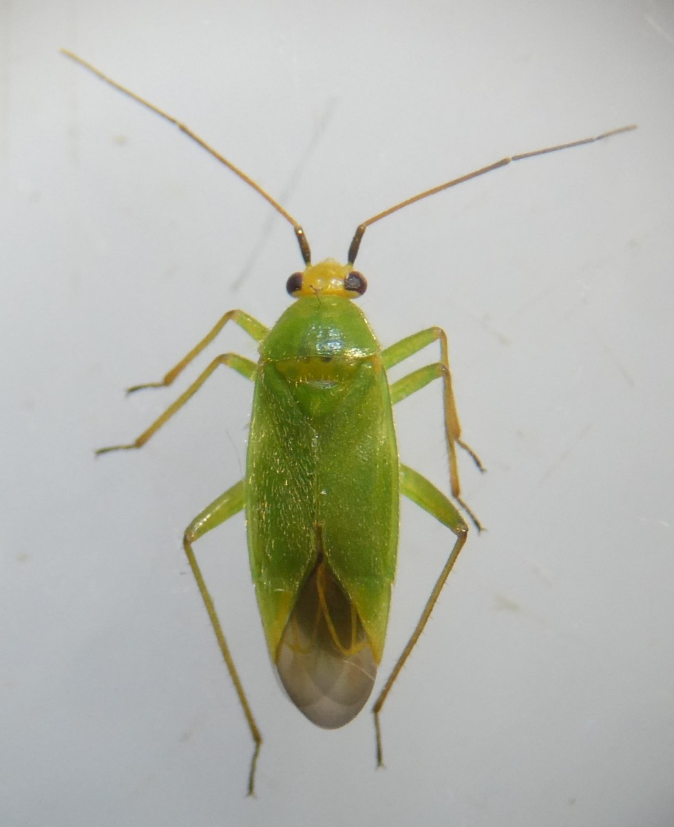 Orthotylus flavinervis | NatureSpot