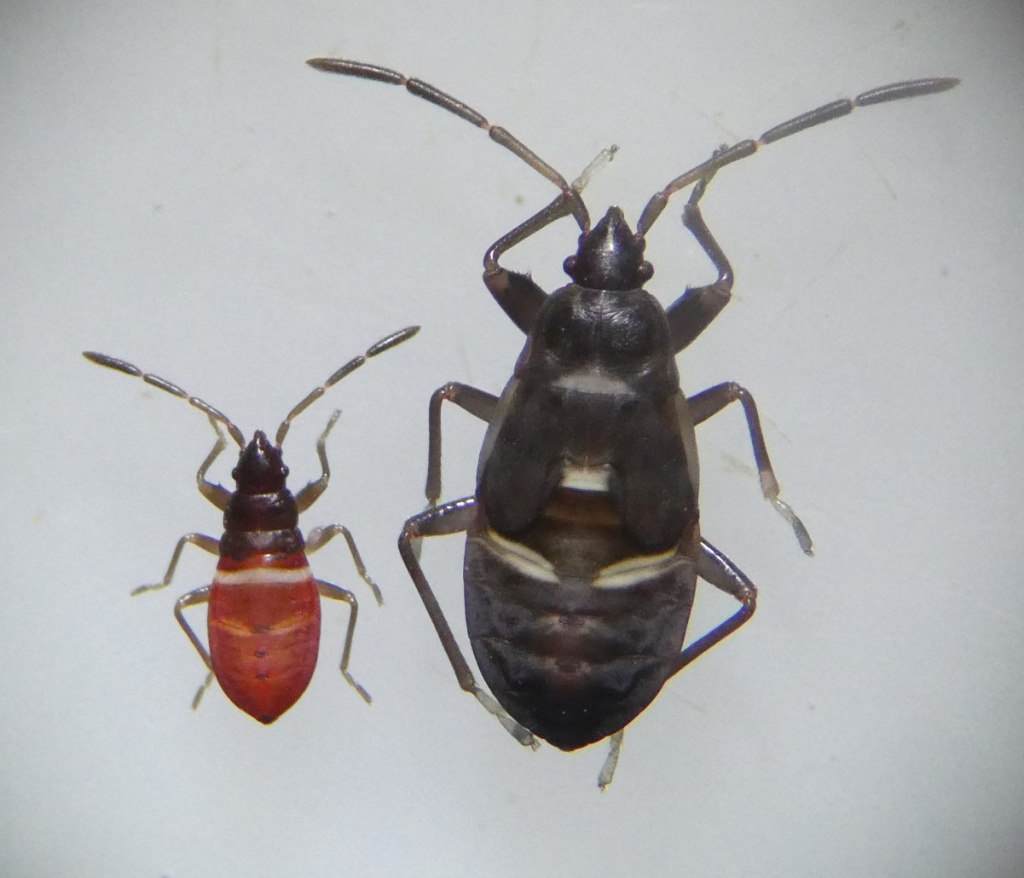 Pine Cone Bug | NatureSpot
