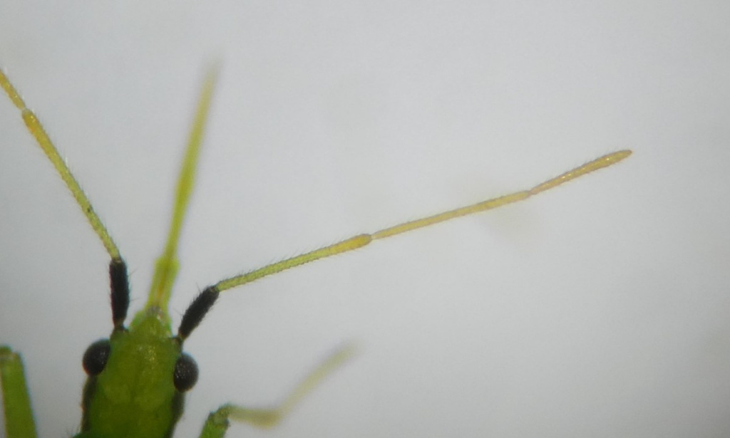 Macrolophus pygmaeus | NatureSpot