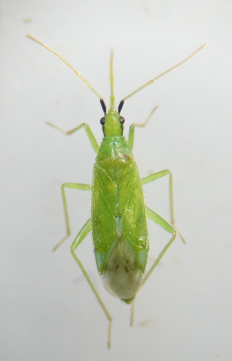 Macrolophus pygmaeus | NatureSpot