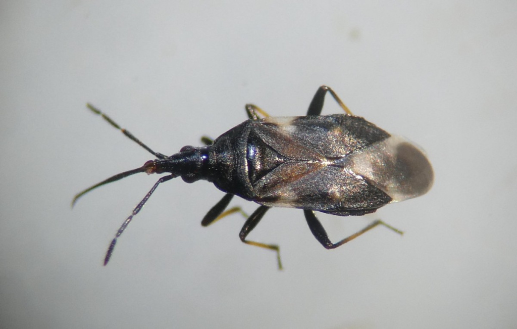 Temnostethus pusillus | NatureSpot