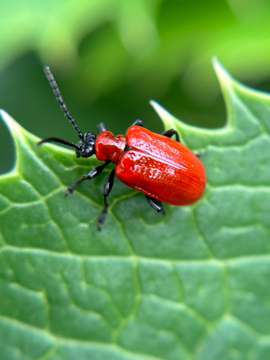 Red lily beetle store
