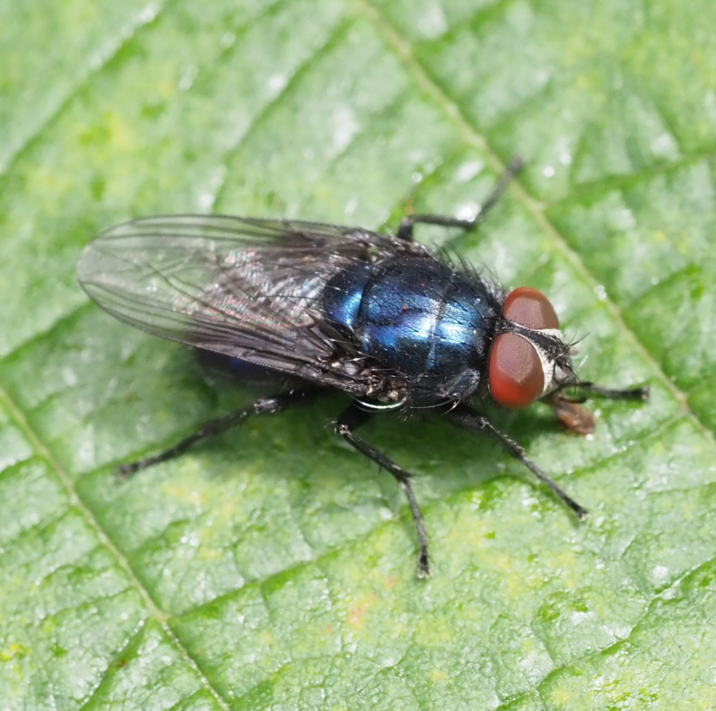 Bird Blowfly | NatureSpot