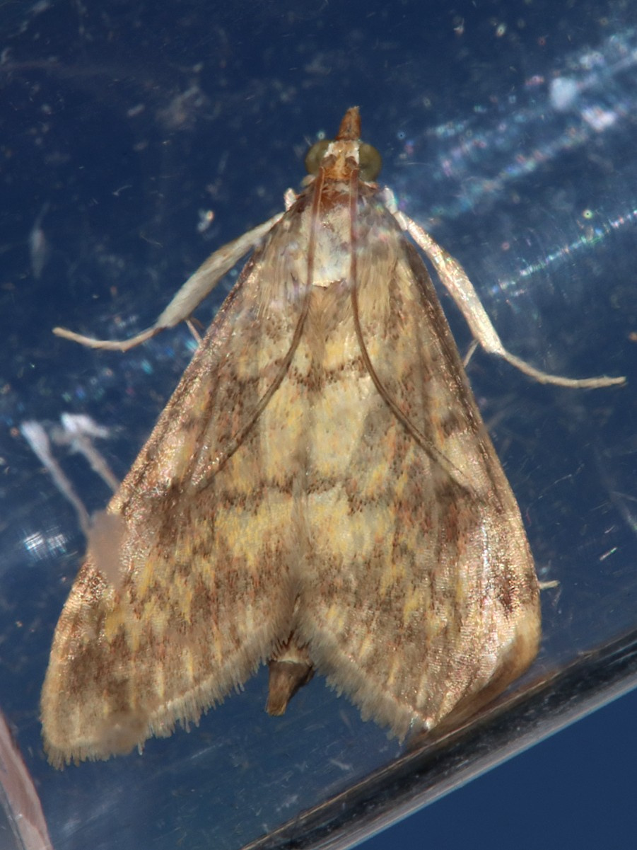 European Corn-borer | NatureSpot