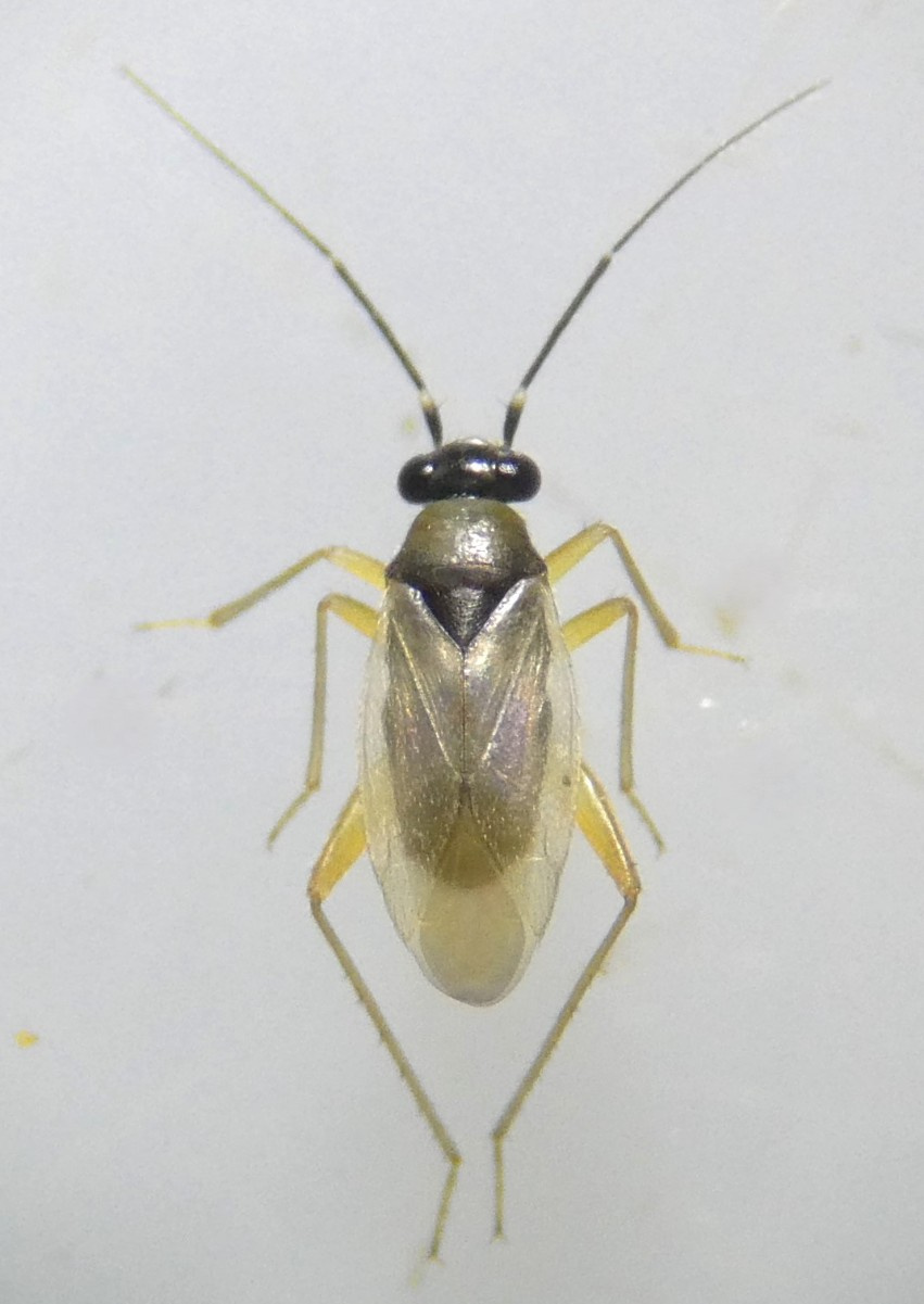 Tytthus pygmaeus | NatureSpot