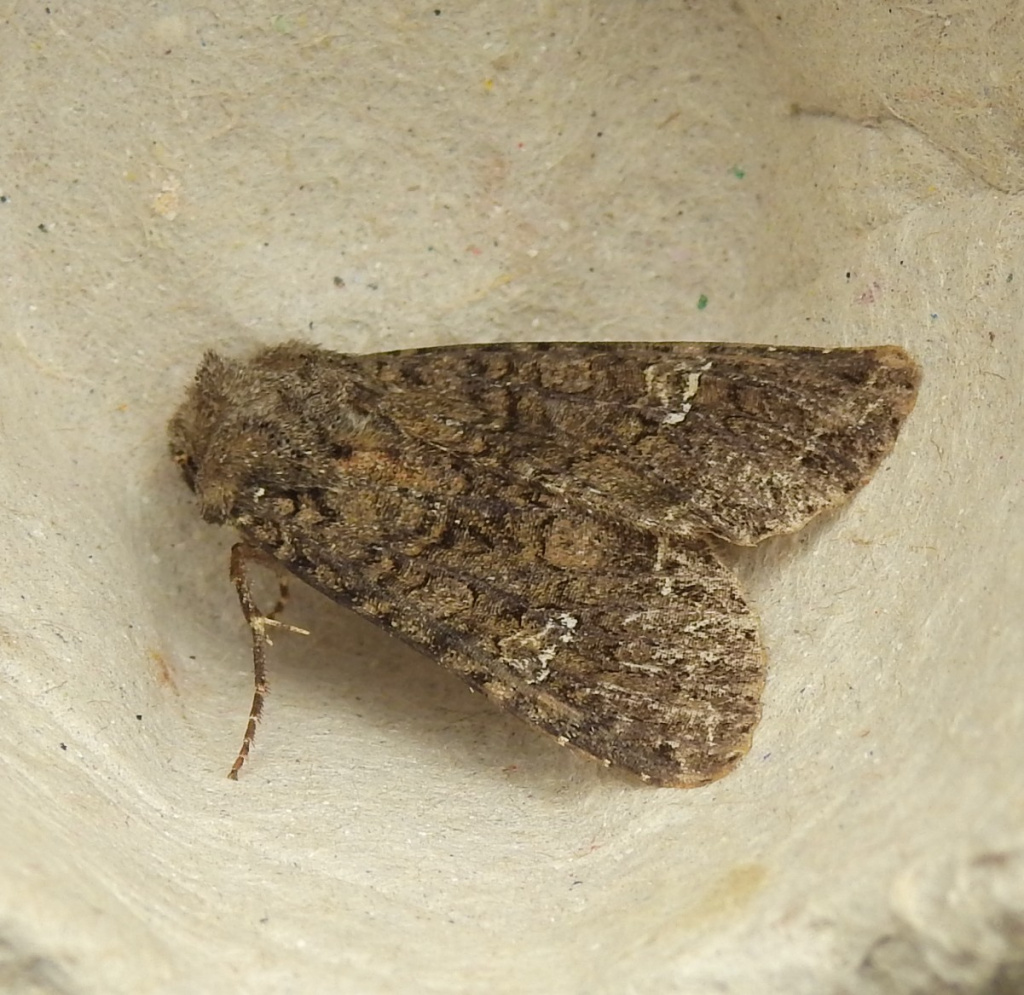 Cabbage Moth NatureSpot