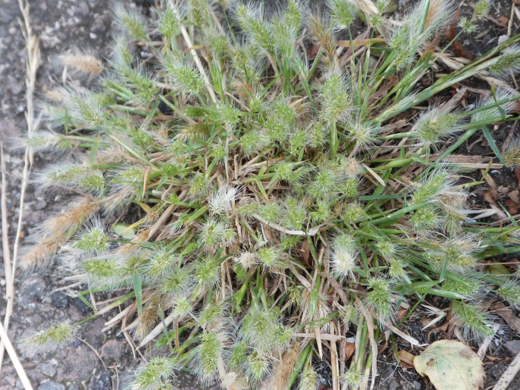 Annual Beard-grass | NatureSpot