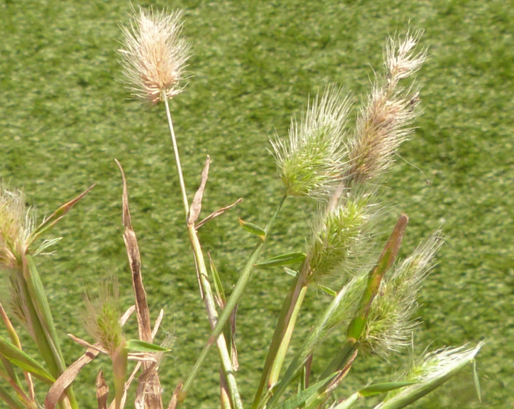 Annual Beard-grass | NatureSpot
