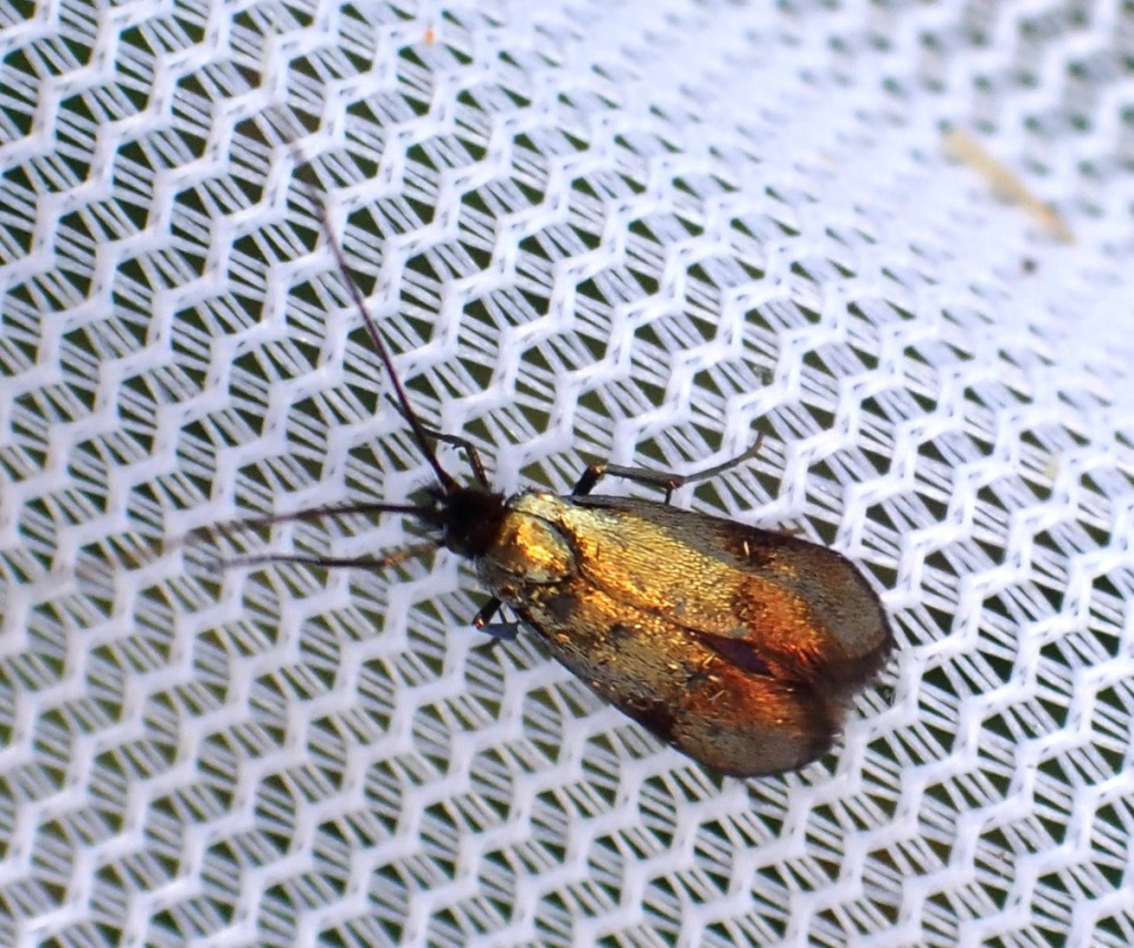 Nemophora minimella | NatureSpot