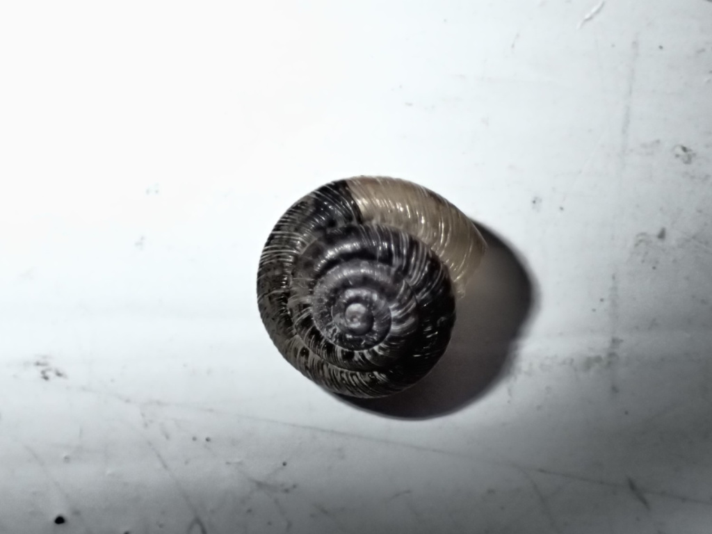 Record of Xeroplexa intersecta