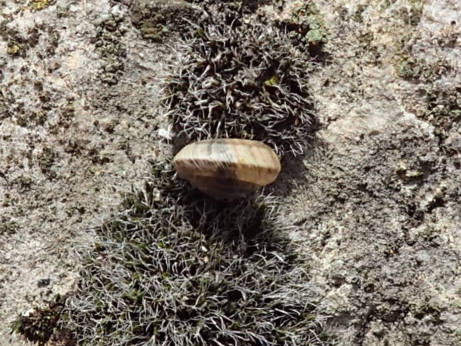 Record of Xeroplexa intersecta