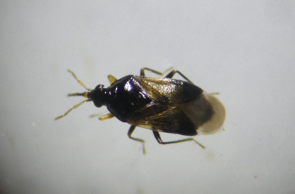 Orius niger | NatureSpot