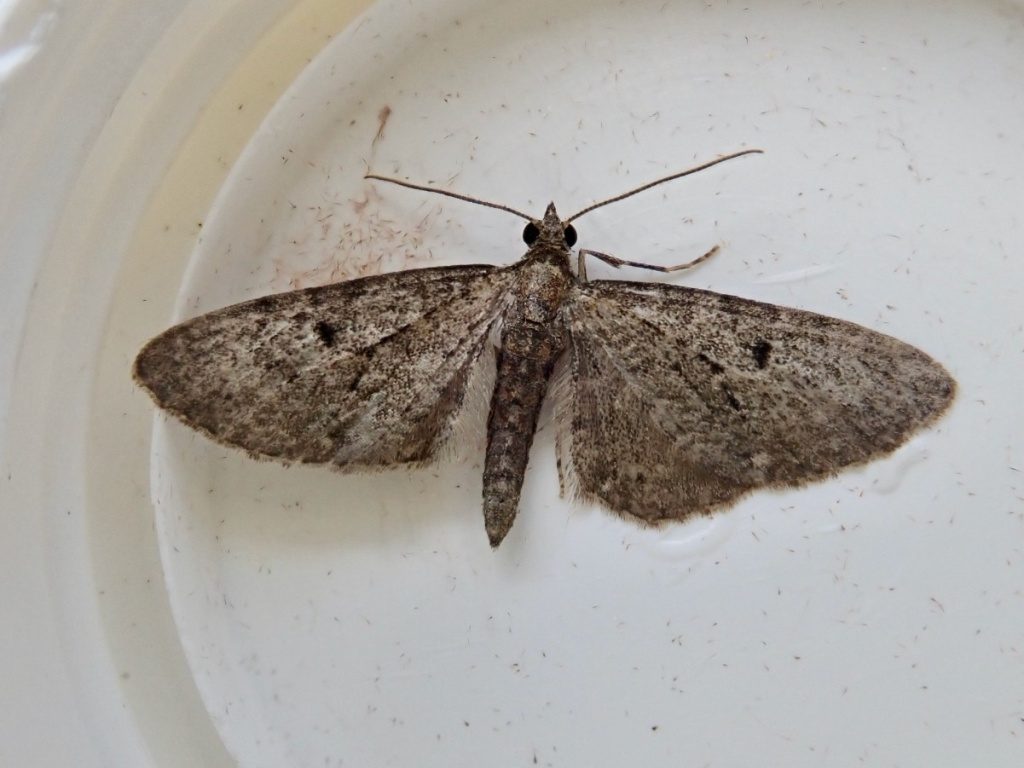 Golden-rod Pug | NatureSpot