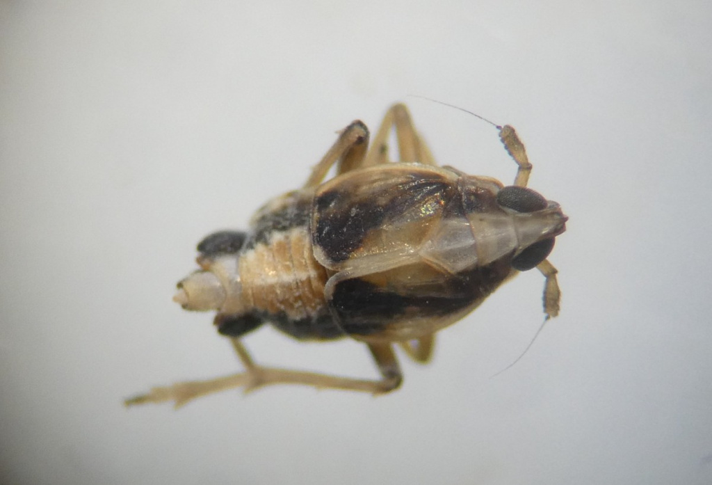 Megamelus notula | NatureSpot