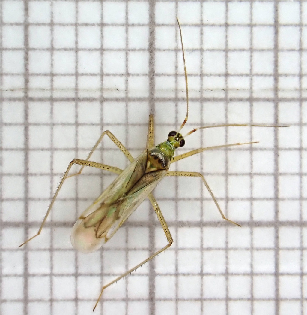 Dicyphus pallidus | NatureSpot