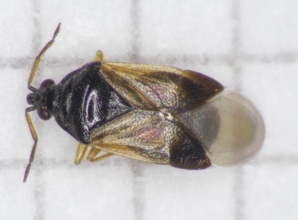 Orius laticollis | NatureSpot